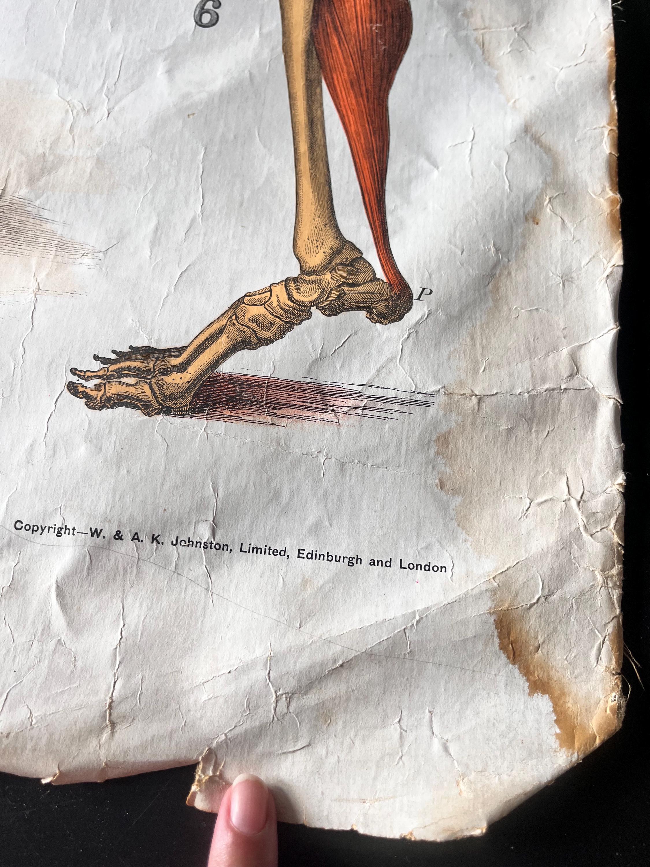 Original Johnston’s Charts of Anatomy and Physiology by Sir William ...