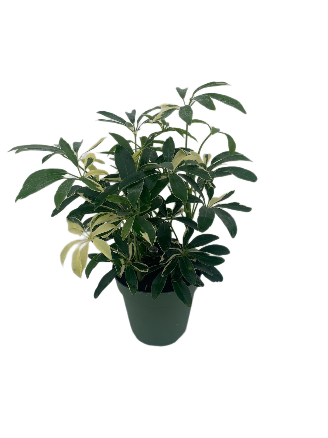 Schefflera Arboricola Moondrop 4 or 6 Grower Pot - Etsy