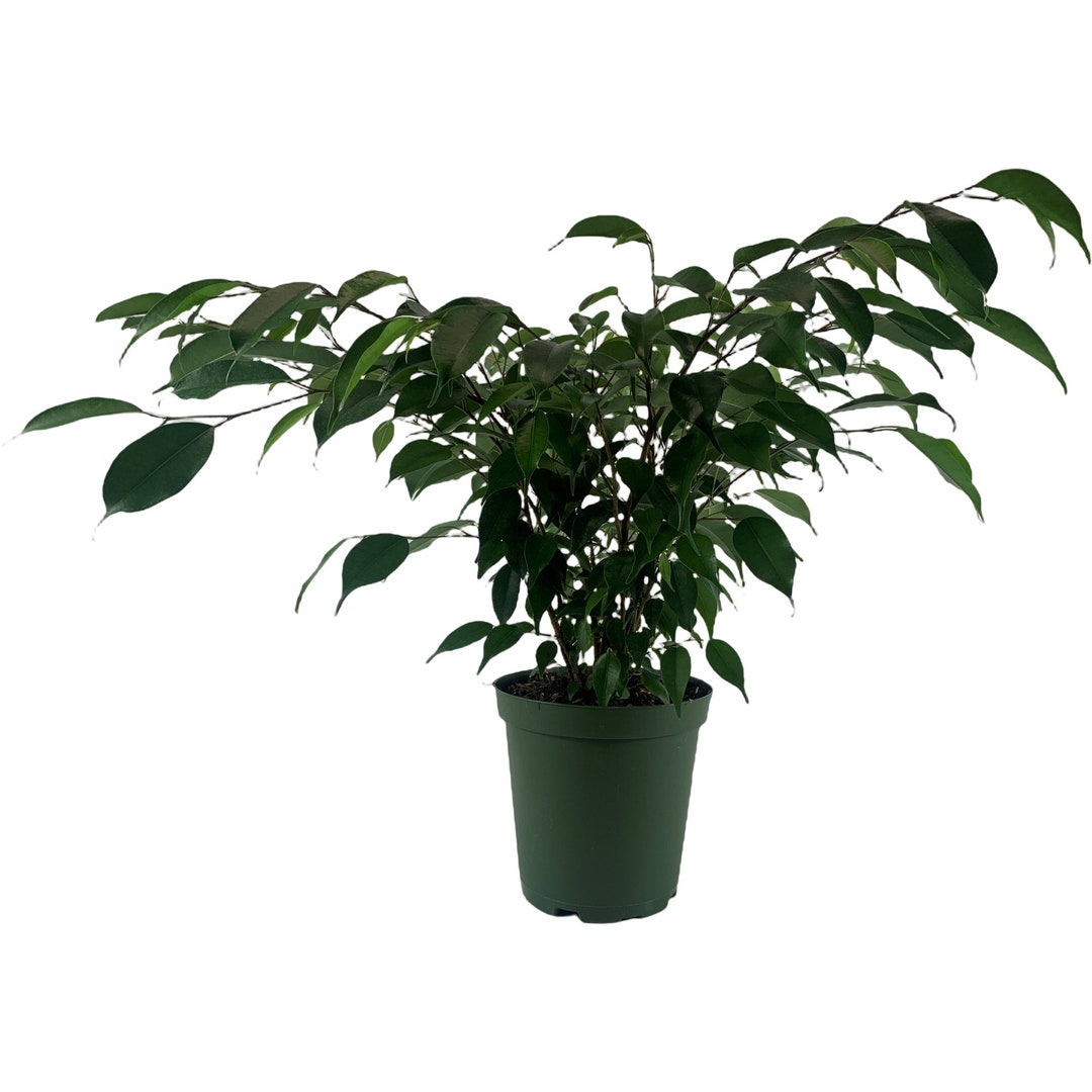Ficus Benjamina Evergreen Bush "weeping Fig" 6" Grower Pot- Plant ...