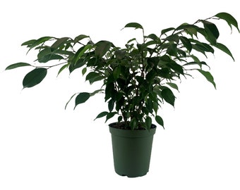 Ficus Benjamina - Etsy