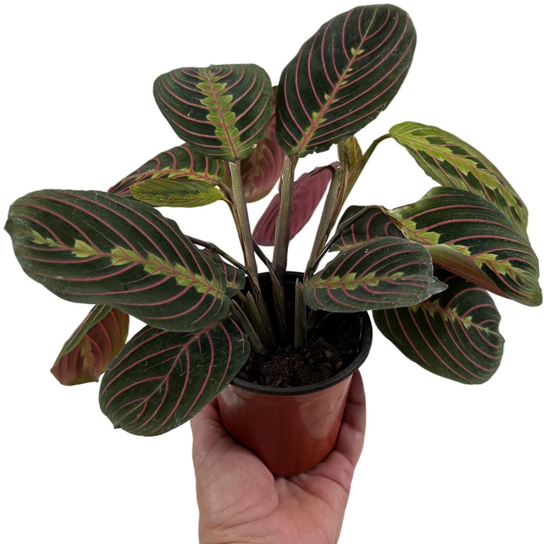 Maranta "red"- 4" Grower Pot-all Plant Purchases Require a 2 PLANT ...