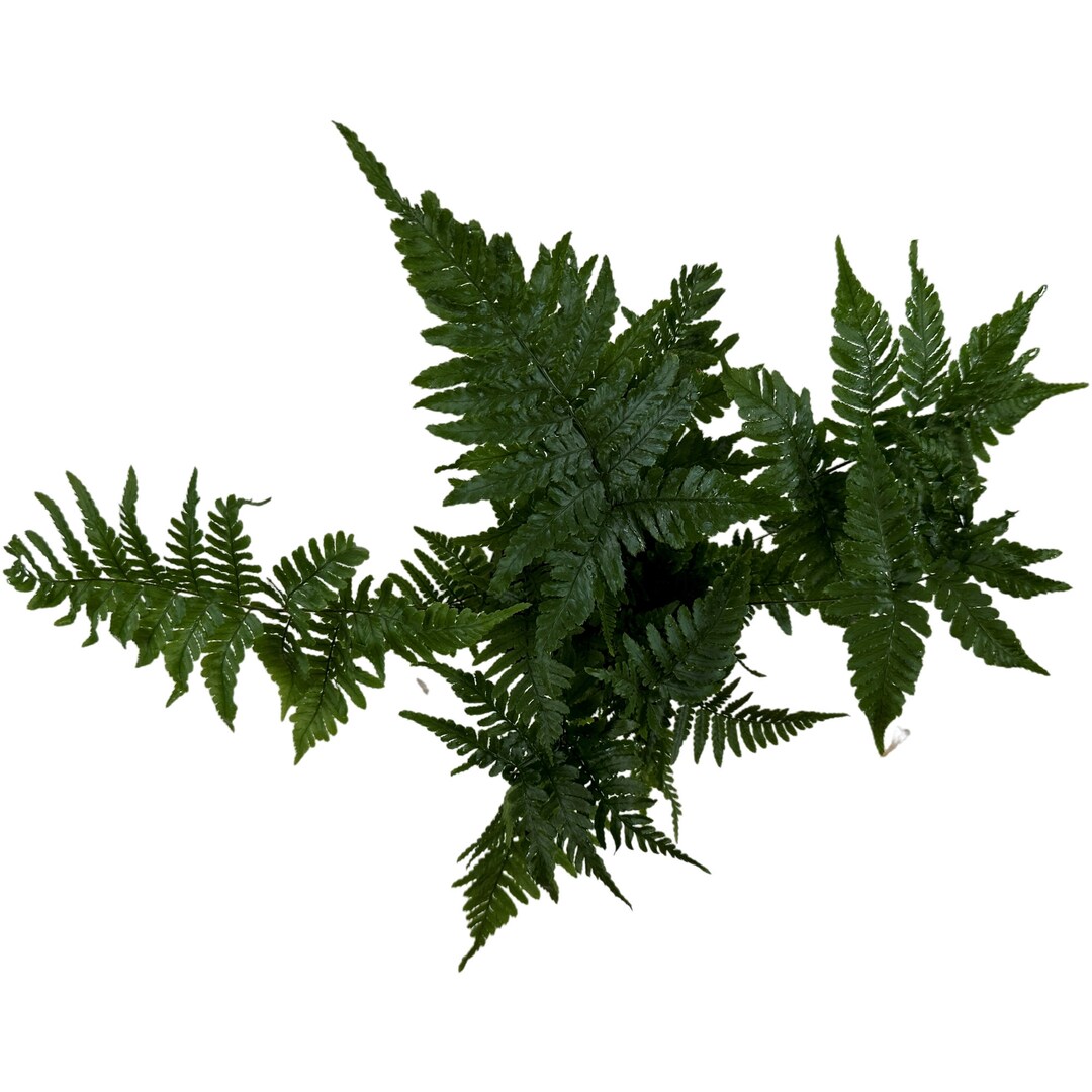 Autumn Fern Starter Plant/4 Grower Pot-all Plant Purchases Require a 2 ...
