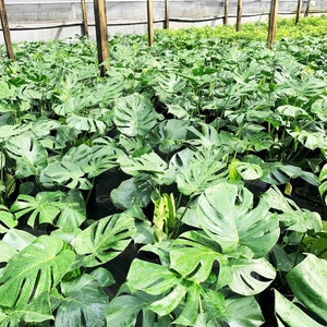 Monstera Deliciosa "split Leaf"-4" Grower Pot-plant Purchases Require a ...