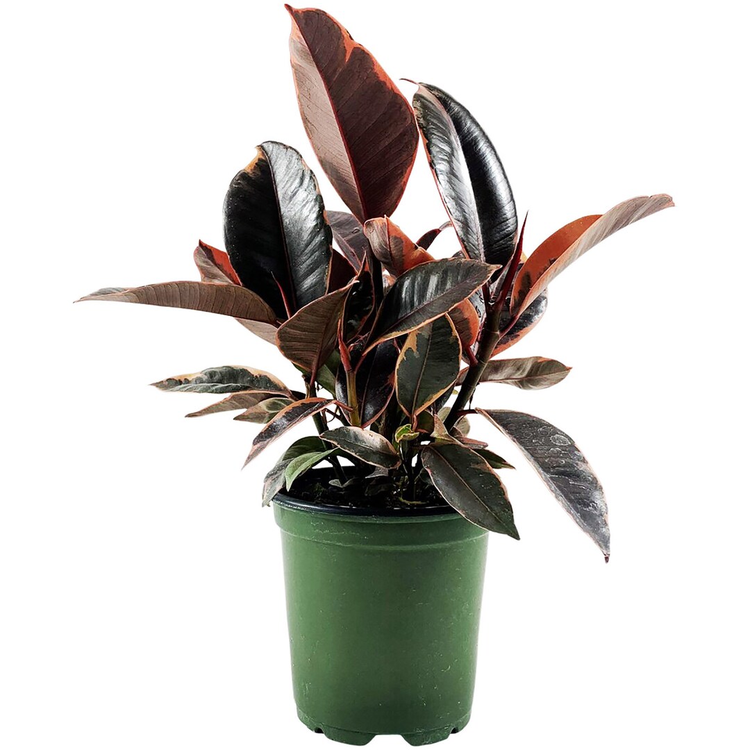 Ficus "ruby" Elastica / Variegated Rubber 4" Grower Pot-plant Purchases ...