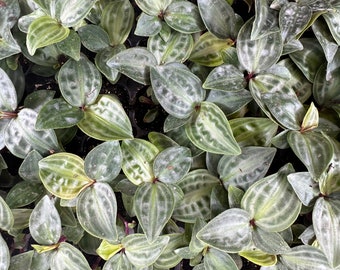 Geogenanthus Poeppigii 4 Pot ALL PLANTS Require You to Purchase 2 ...