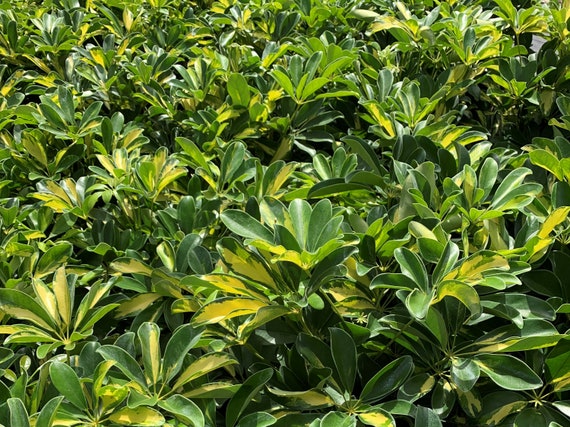 Schefflera Arboricola Gold Capella