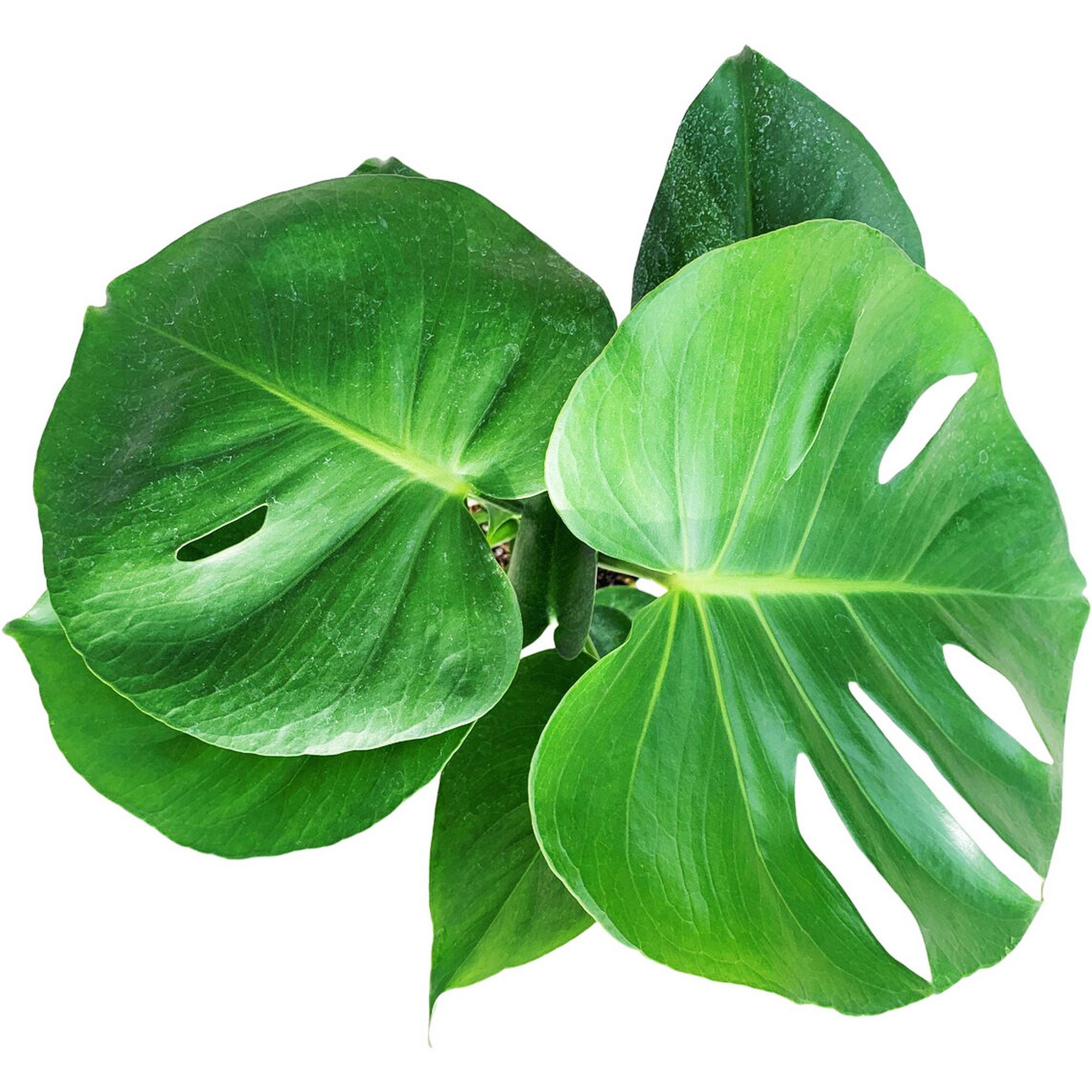 Monstera Deliciosa "split Leaf"-4" Grower Pot-plant Purchases Require a ...