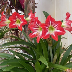 Pink Heirloom Amaryllis Bulbs - Etsy