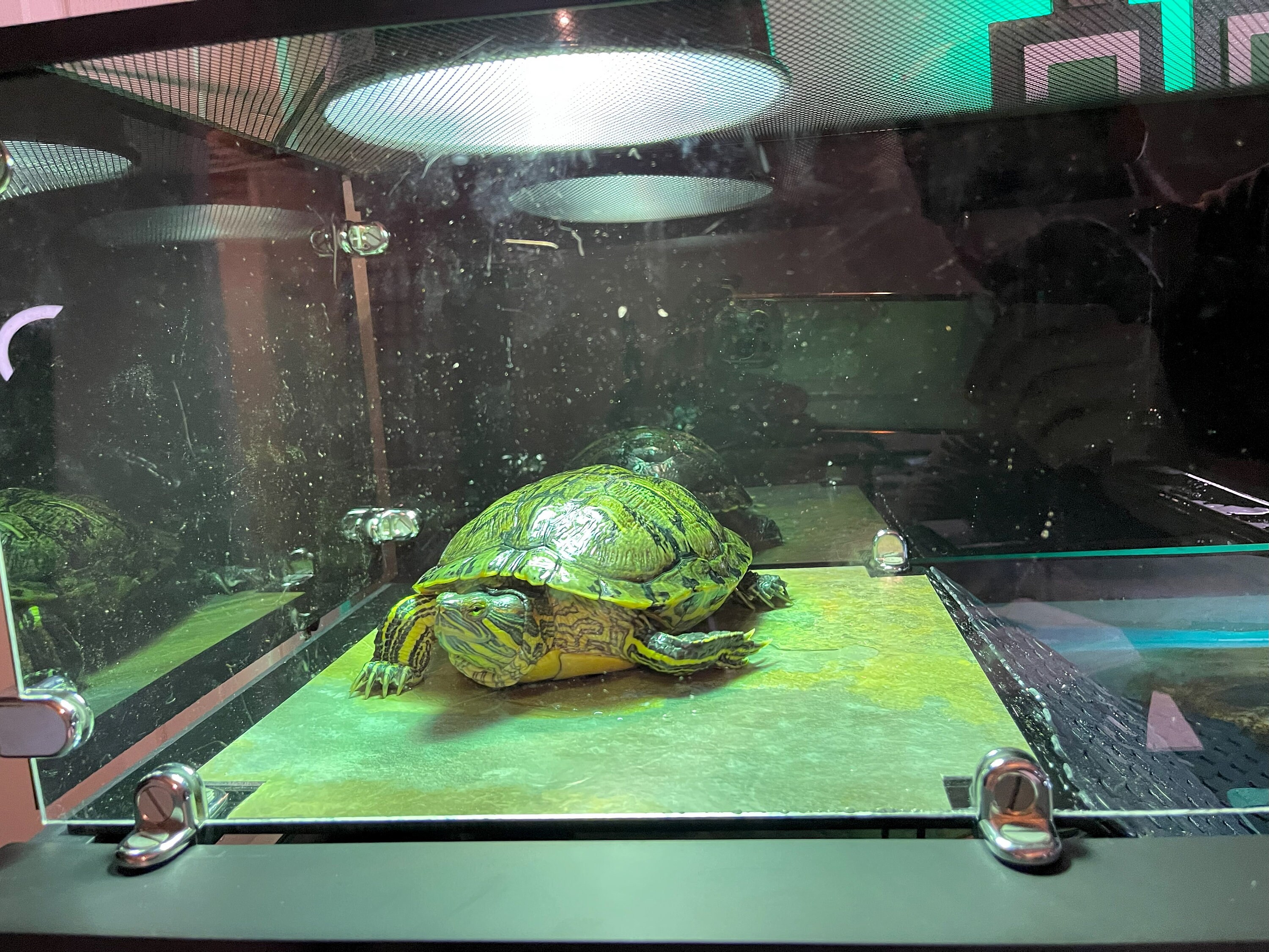 Star Turtle Tank Setup