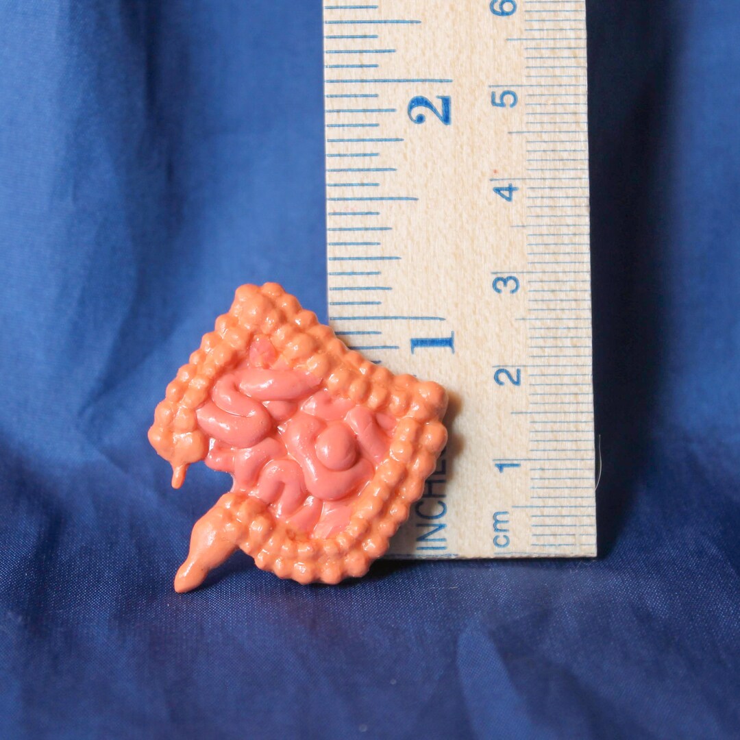 Polymer Clay Intestines Magnet Handmade Anatomical Intestines Organ ...