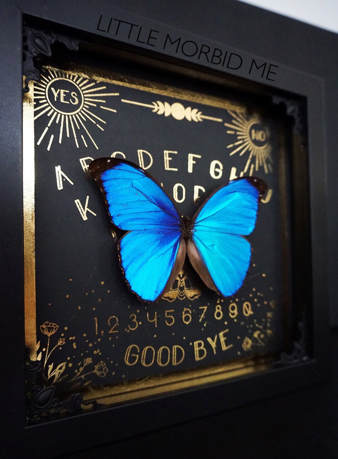 Blue Morpho Butterfly Taxidermy/ Ouija Board Design/ Gold Foil ...