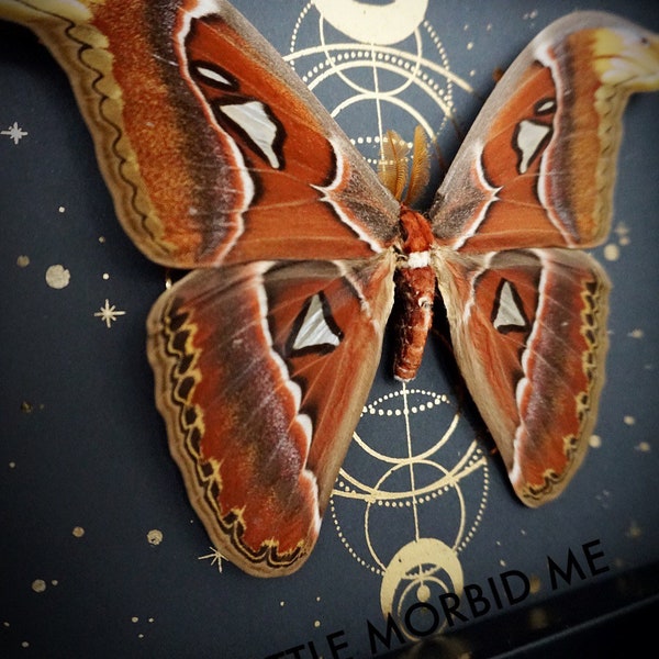 Atlas Moth - Etsy