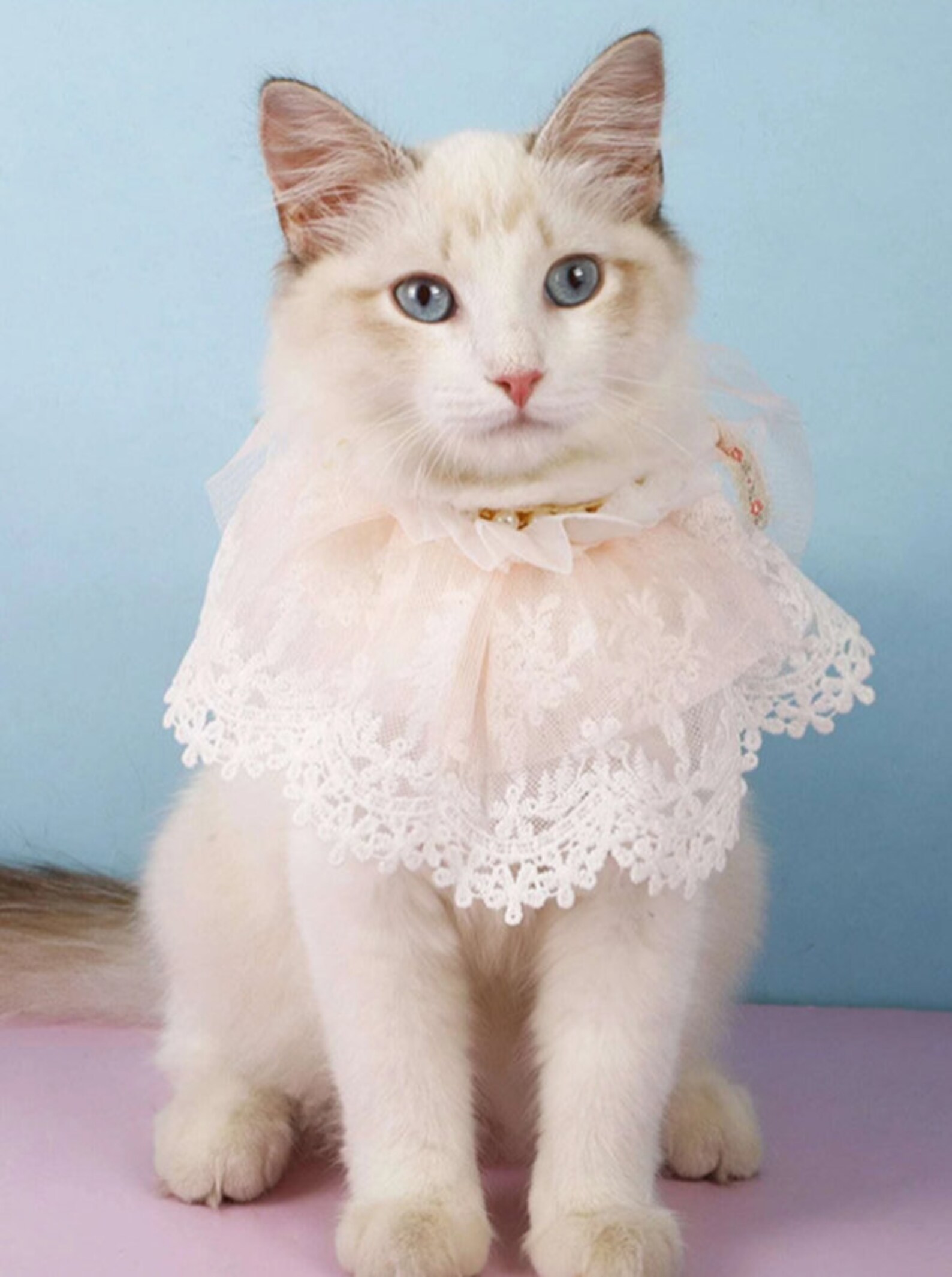 Faux Pearl Decor Cat Lace Collar Cats and Dogs Pet Jewelry | Etsy