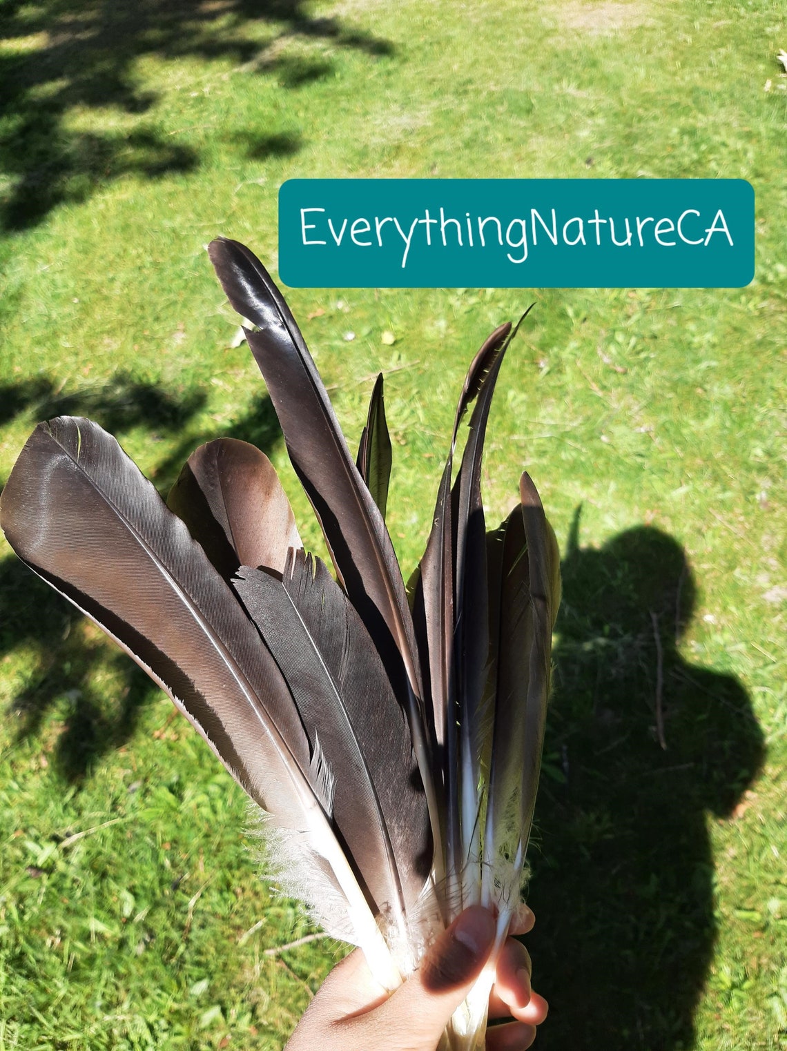 Authentic goose tail feathers quill pens | Etsy