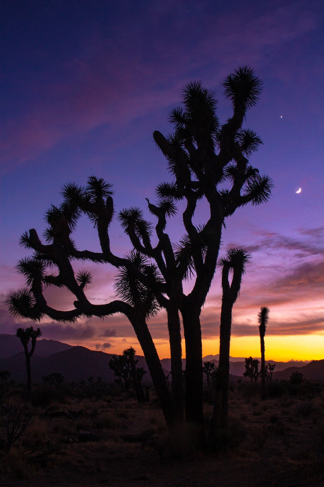 Joshua Tree Sunset - Etsy