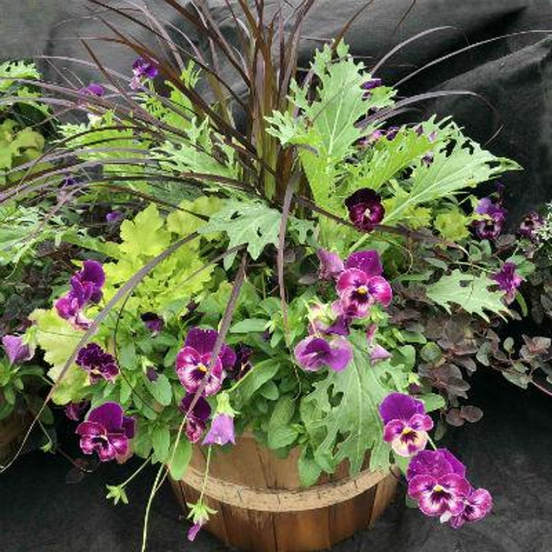 Fall Combo Planter Bushel Basket–vibrant Autumn Arrangement 10 Gallon ...