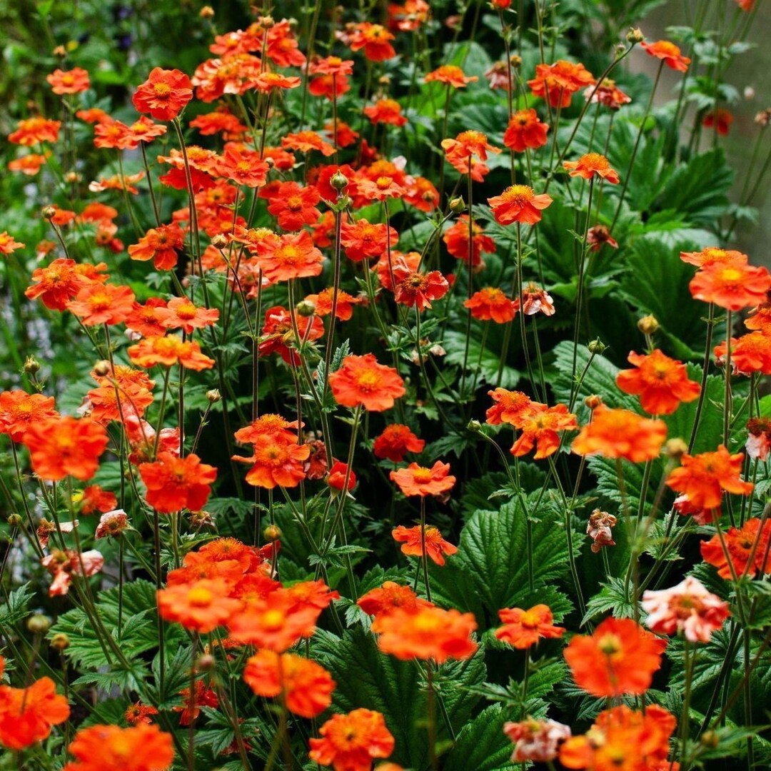 Geum 'mrs J. Bradshaw' 1 Gallon Pot (pack of 4) - Etsy