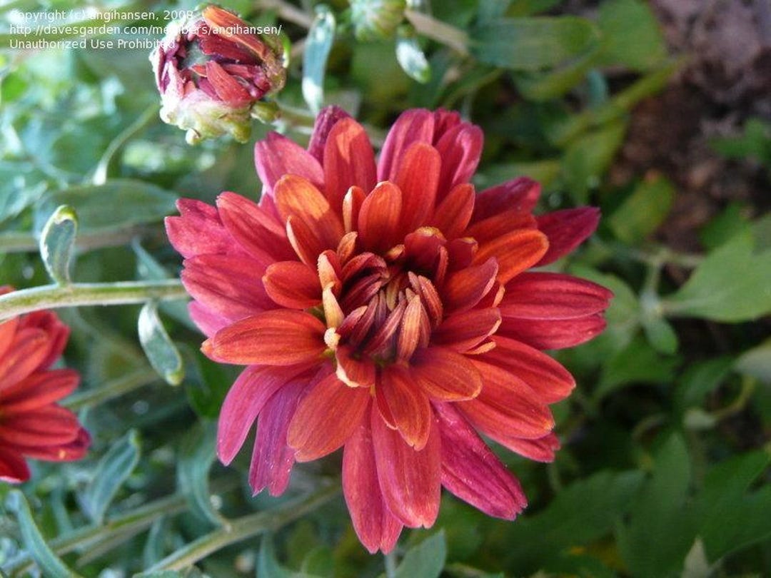 Camina Red Garden Mum-eye-catching Autumn Color 4.5" Pot (pack of 4) - Etsy