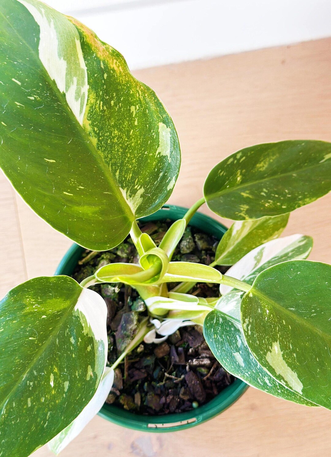 Philodendron White Knight–variegated Foliage–easy Care Plant 6" Pot - Etsy