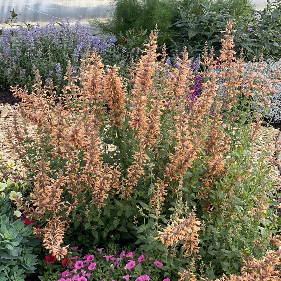 Mango Tango Hyssop-agastache 'mango Tango'-colorful Perennial Plant 1 ...