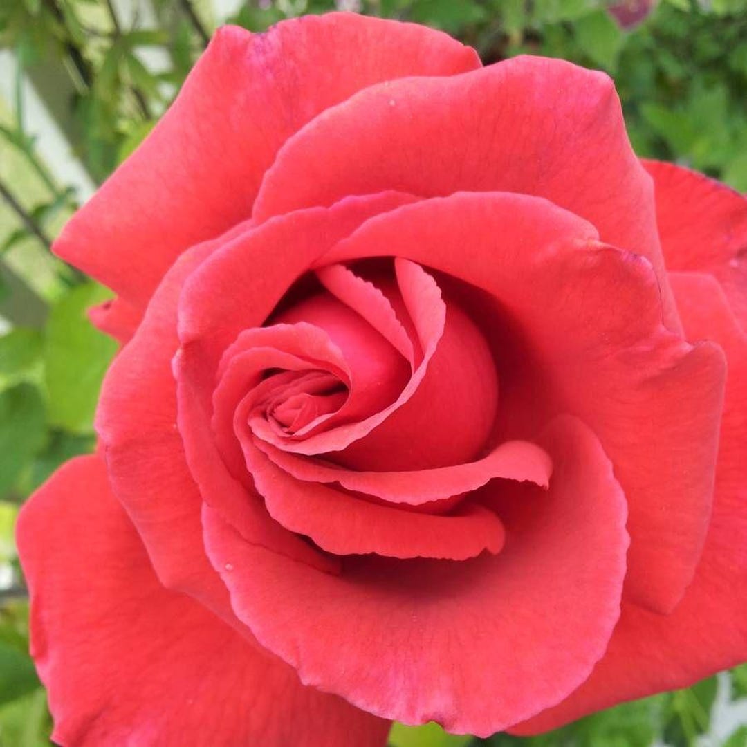 Fragrant Cloud' Hybrid Tea Rose 3 Gallon - Etsy