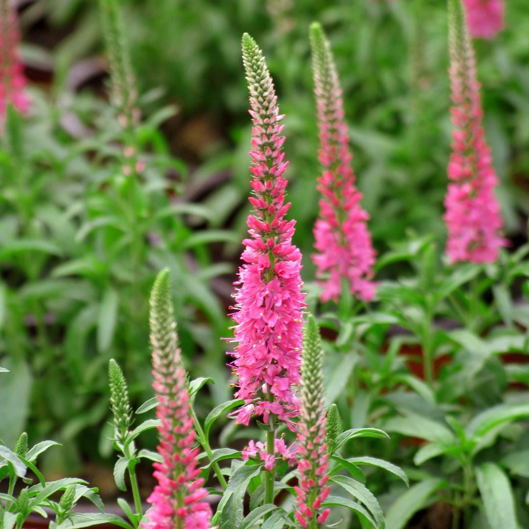 Giles Van Hees' Speedwell 1 Gallon (pack of 4) - Etsy