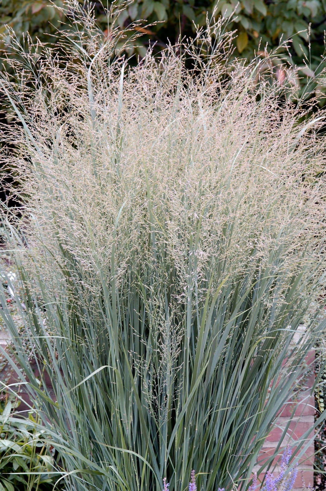 Heavy Metal Blue Switch Grass-ornamental Grass-attractive Foliage 3 ...