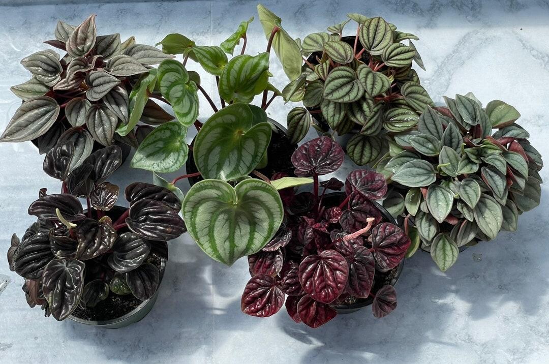 Peperomia–assorted–indoor Friendly Plant 6" Hanging Basket - Etsy