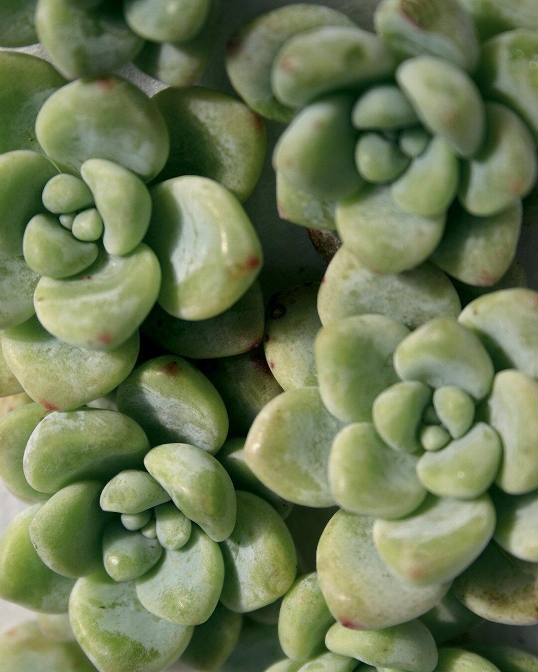 Aurora Blue Stonecrop–sedum 'aurora Blue'–compact Succulent With Blue ...