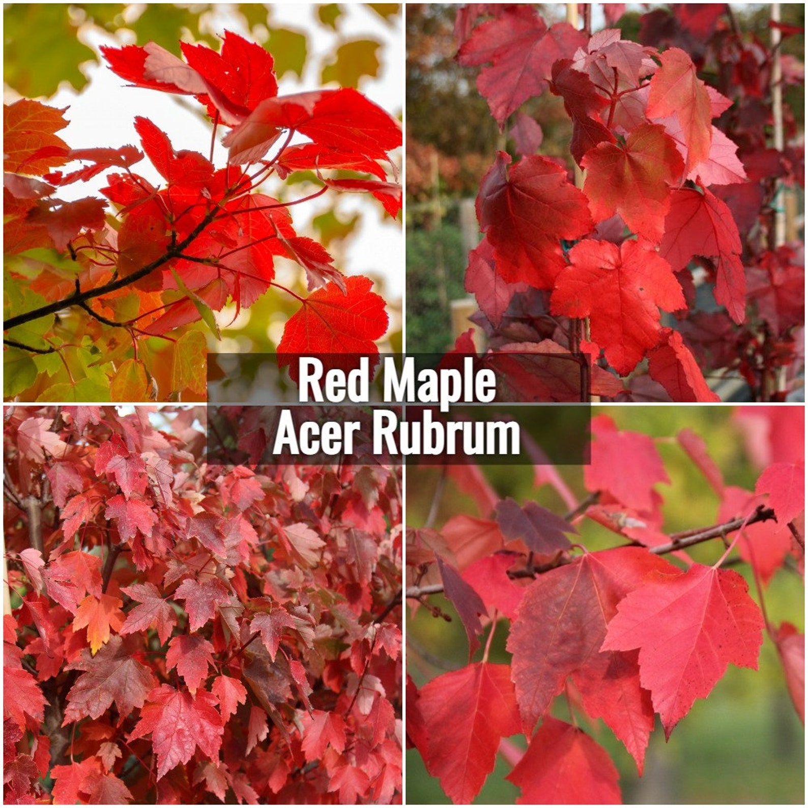 Acer Rubrum Red Maple Seeds Swamp / Water / Soft Maple Seed | Etsy