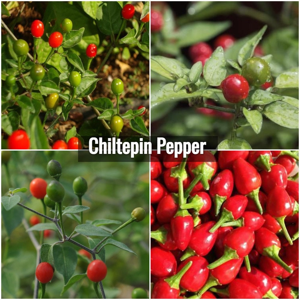 Capsicum Annuum Var Glabriusculum Chiltepin Pepper Seeds Etsy