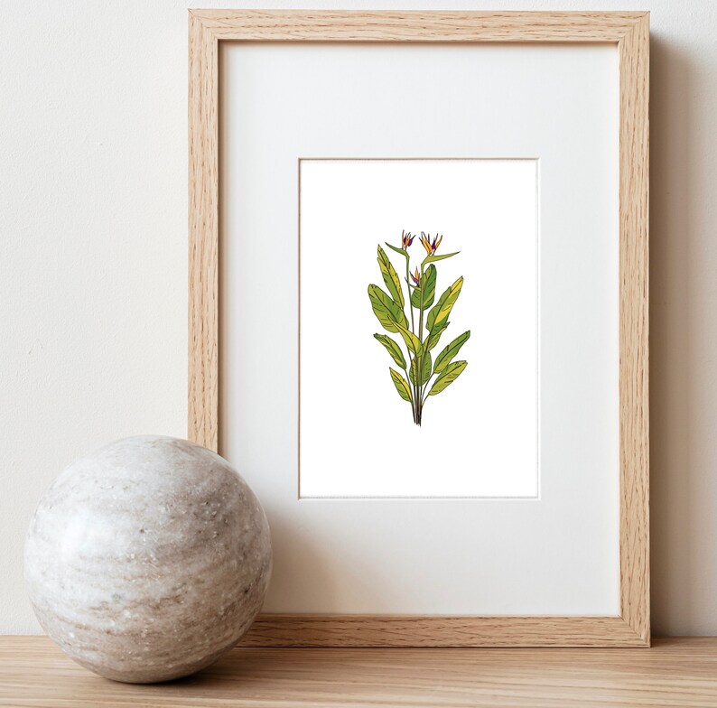 Printable Strelitzia Drawing Organic Botanical Art Birds of Paradise ...