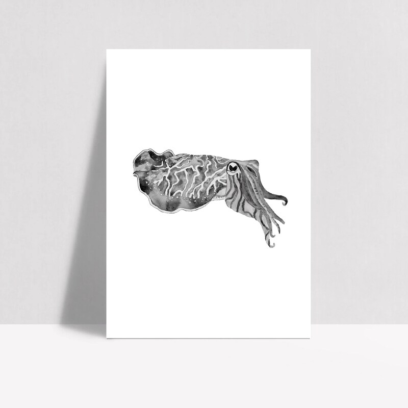 Cuttlefish - Etsy