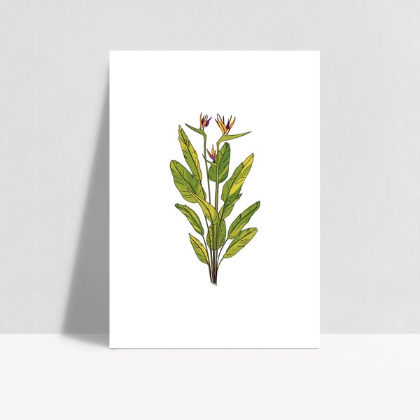 Strelitzia Art - Etsy