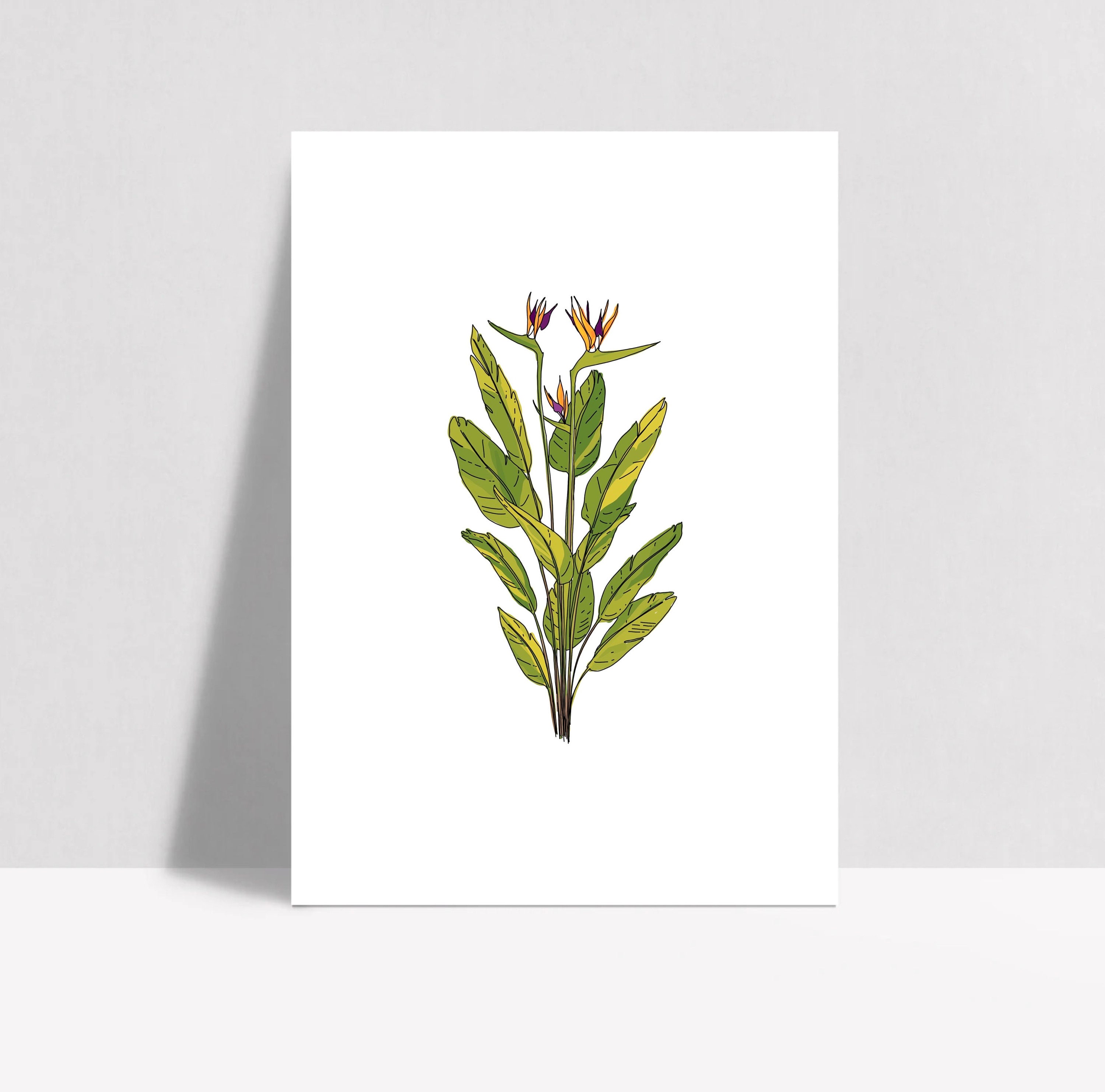 Printable Strelitzia Drawing Organic Botanical Art Birds of Paradise ...