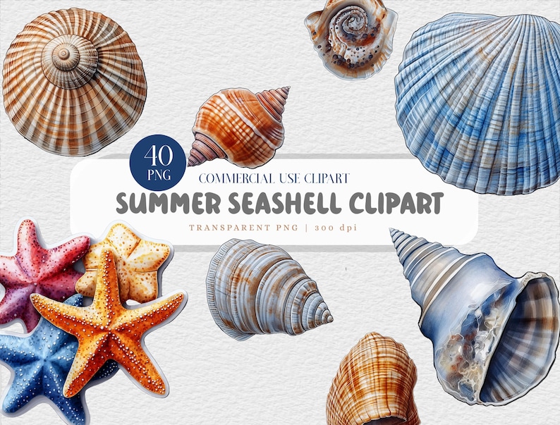 Summer Beach Seashell Clipart Bundle Digital Ocean Shell Graphics ...