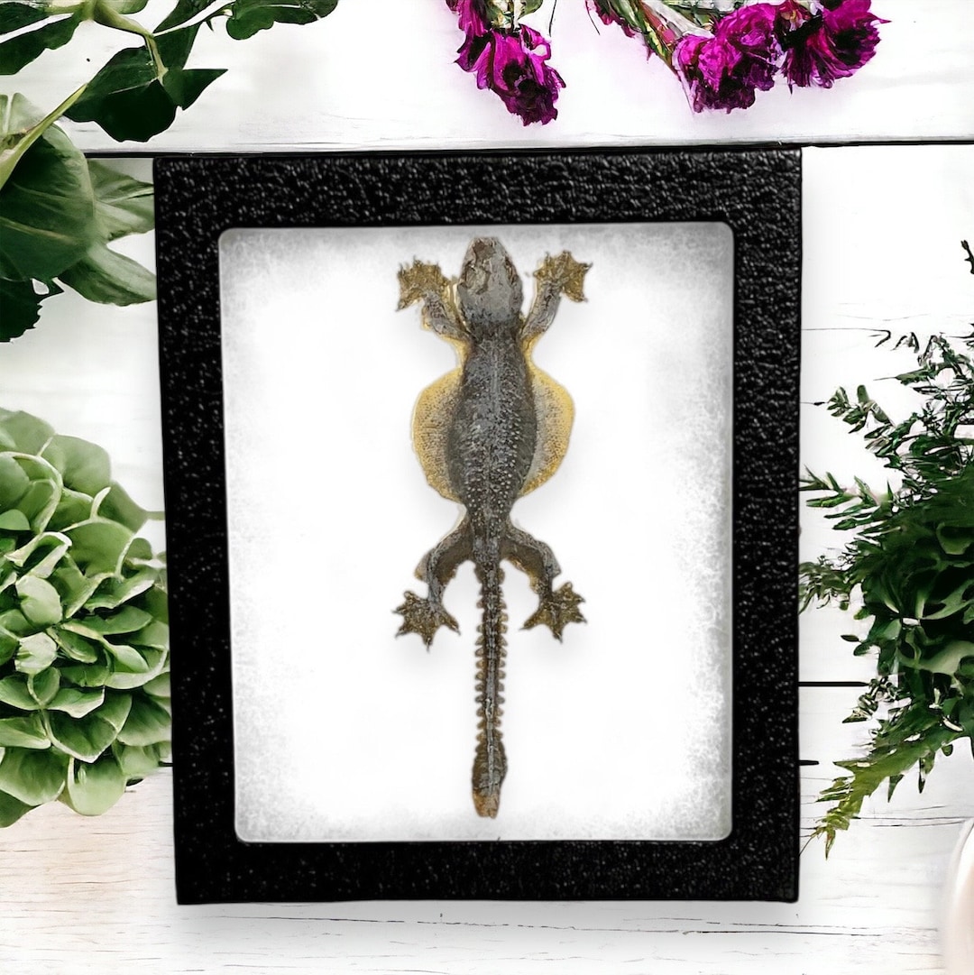 Real Spread Mummified Ptychozoon Kuhli Flying Gecko Specimen Pack of 1 ...