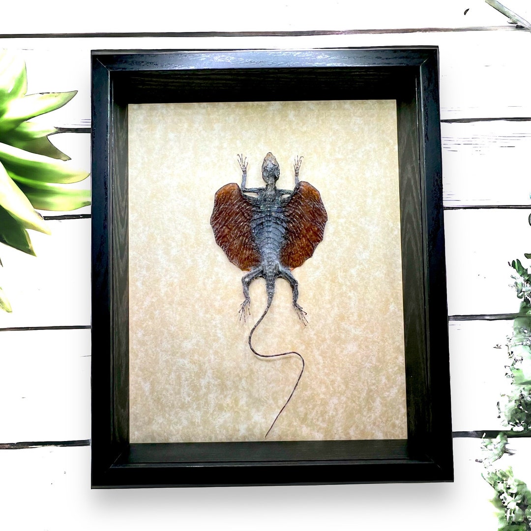 Real Mummified Fimbriatus Hennigi Brown Draco Flying Lizard in ...