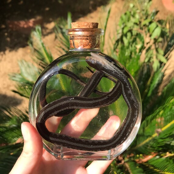 Garter Snakes In A Jar