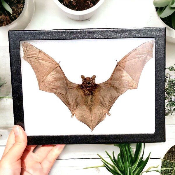 Taxidermy Bat - Etsy