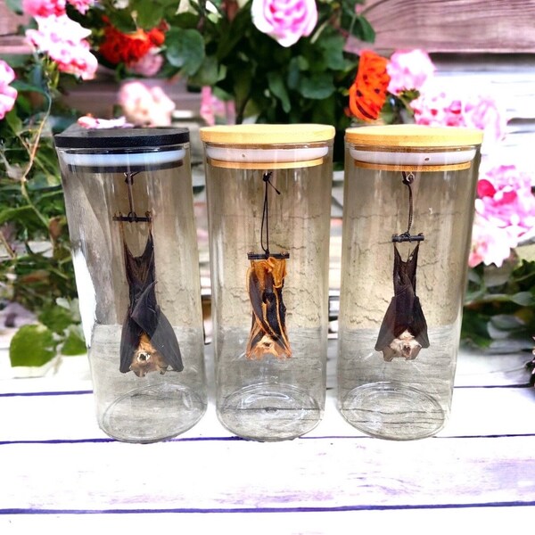 Bat Taxidermy - Etsy