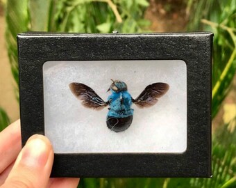 Carpenter Bee Box - Etsy
