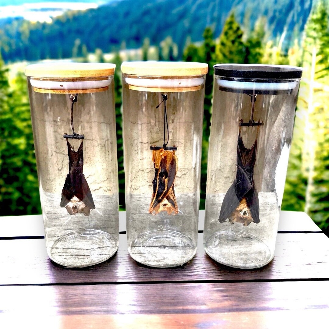 Taxidermy Bat Preserved Hanging Bat in Wood Top Jar Natural - Etsy