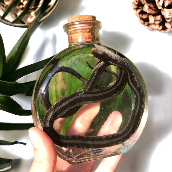 Garter Snakes In A Jar