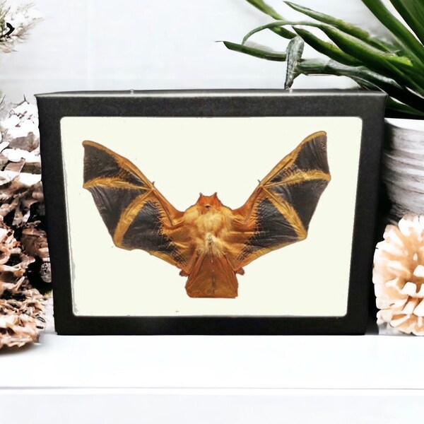 Bat Taxidermy - Etsy