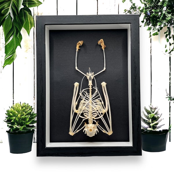 Bat Skeleton Shadow Box - Etsy