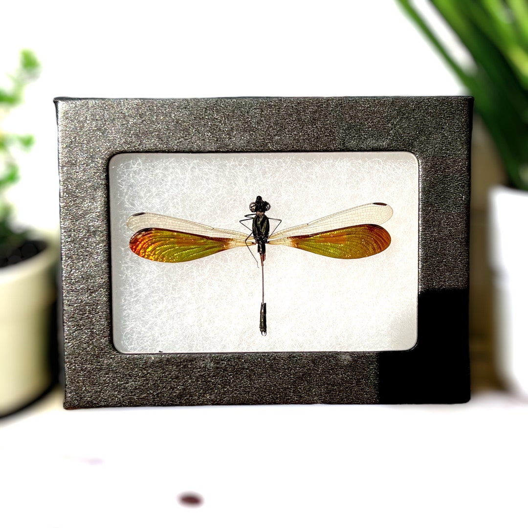 Real Neurobasis Chinensis Real Framed Dragonfly Damselfly Dragonfly ...