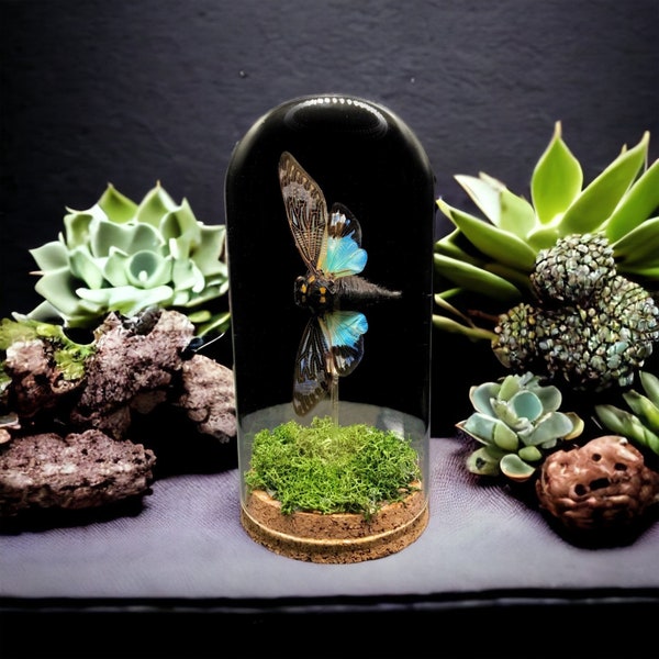 Insect Display Case - Etsy
