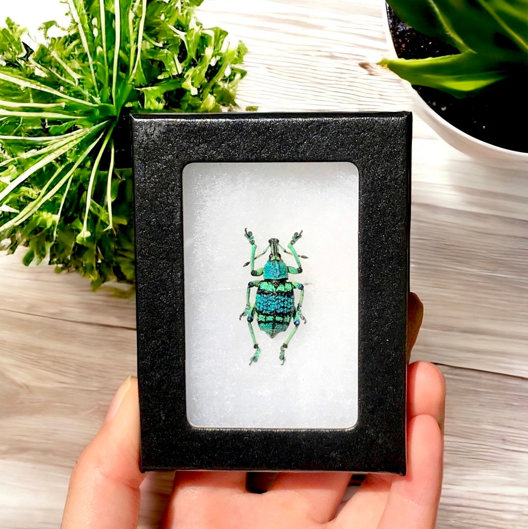Framed Eupholus Chevrolati Blue Green Weevil Beetle, Taxidermy Natural ...