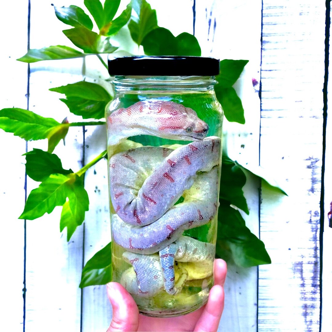 Real RARE Emerald Tree Boa Snake Wet Specimen in Black Lid Jar - Etsy